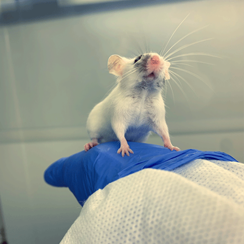 3R, Éthique et Réglementation - CREFRE INSERM